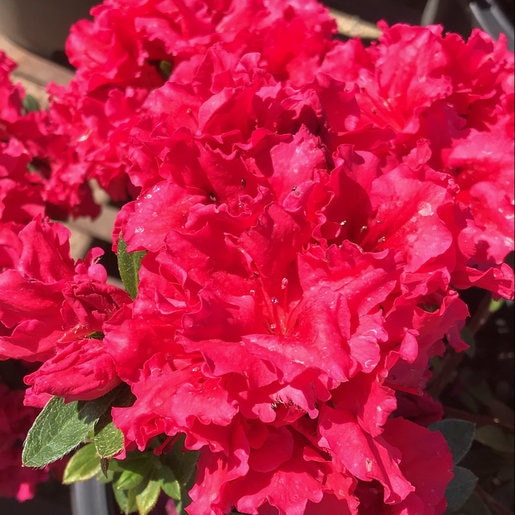 Rhododendron X Red Bird Azalea | SiteOne