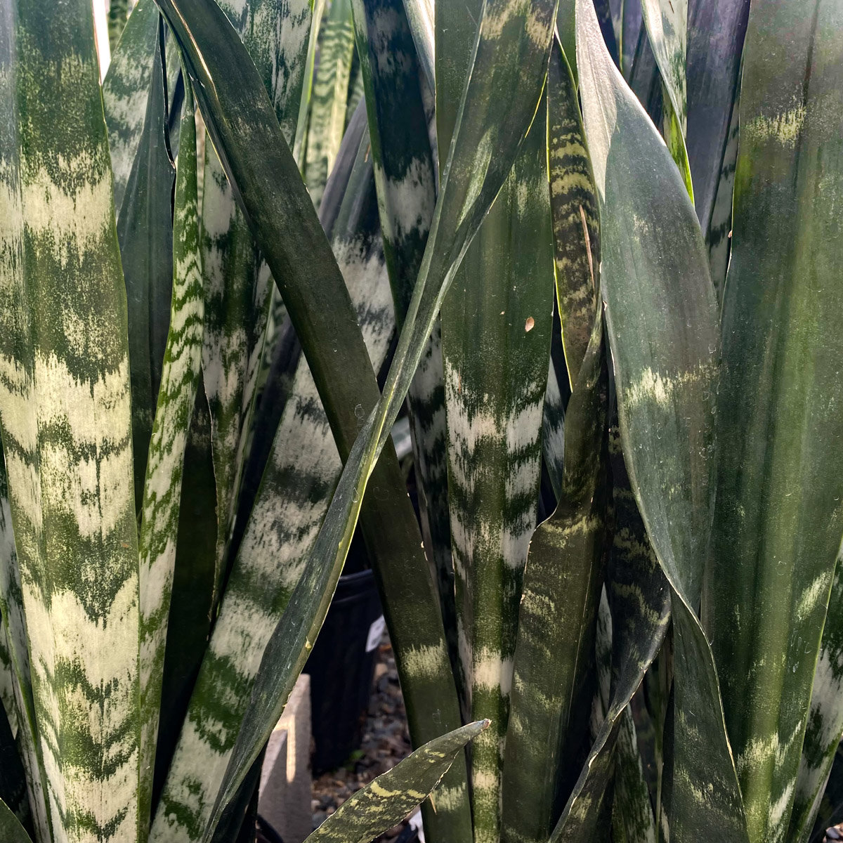 Sansevieria Trifasciata Black Coral Snake Plant | SiteOne