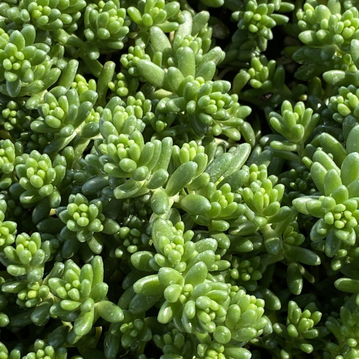 Sedum Brevifolium Short Leaved Stonecrop | SiteOne
