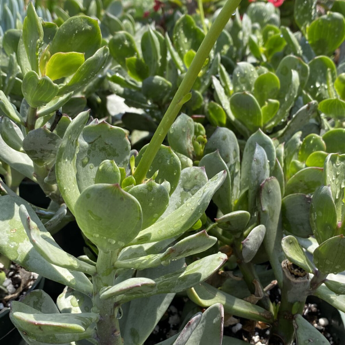 Senecio Amaniensis Mexican Flame Vine | SiteOne