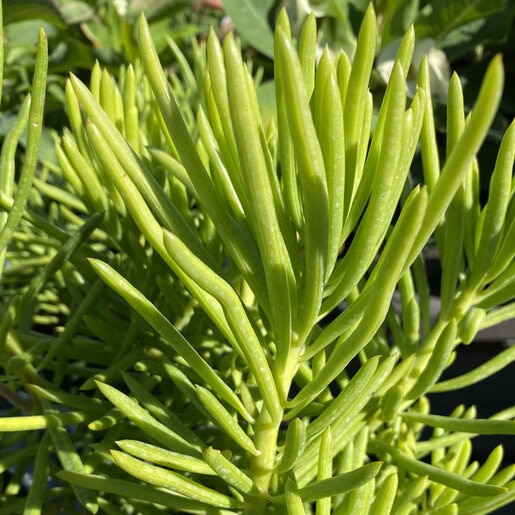 Senecio Barbertonicus Succulent Bush Senecio | SiteOne