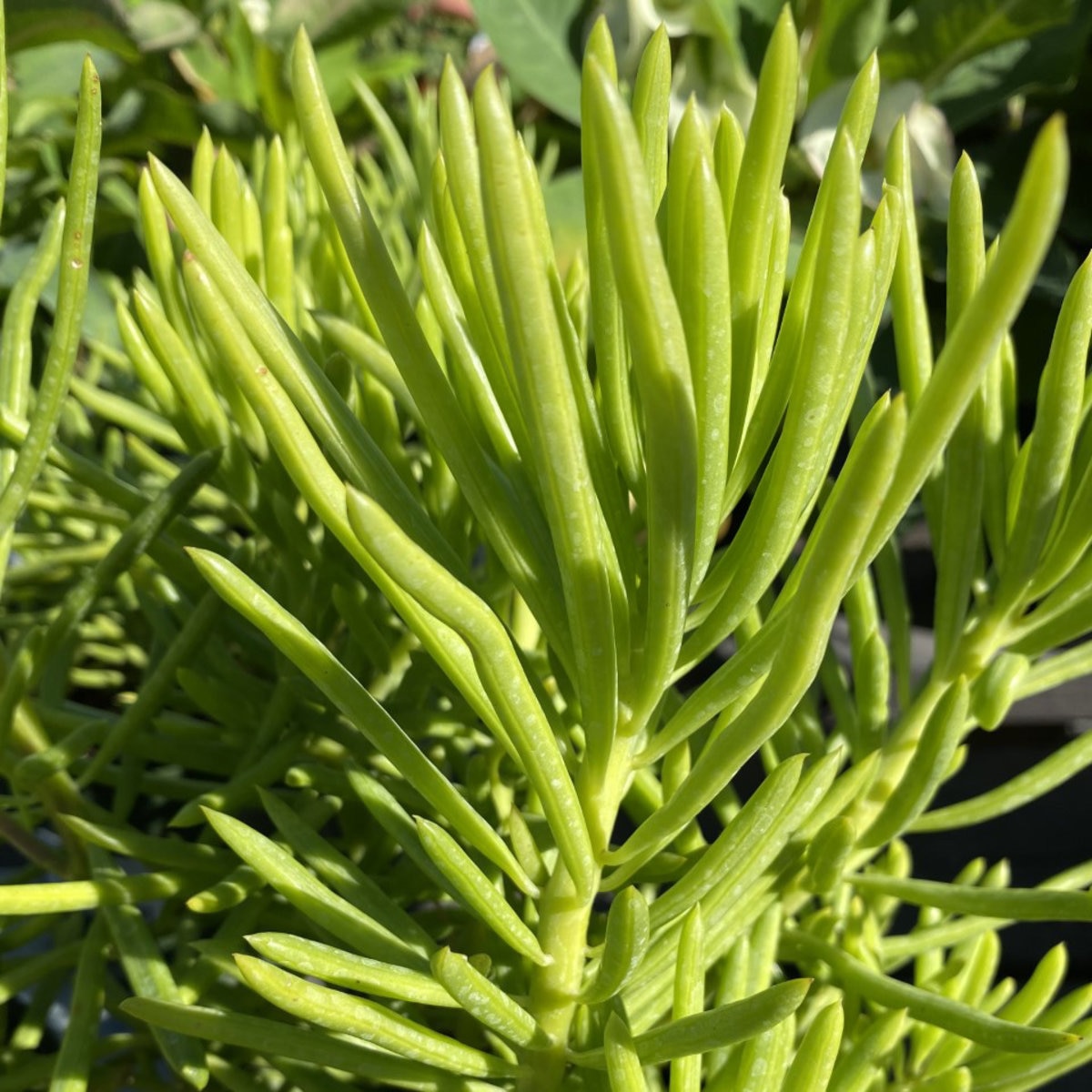 Senecio Barbertonicus Succulent Bush Senecio | SiteOne