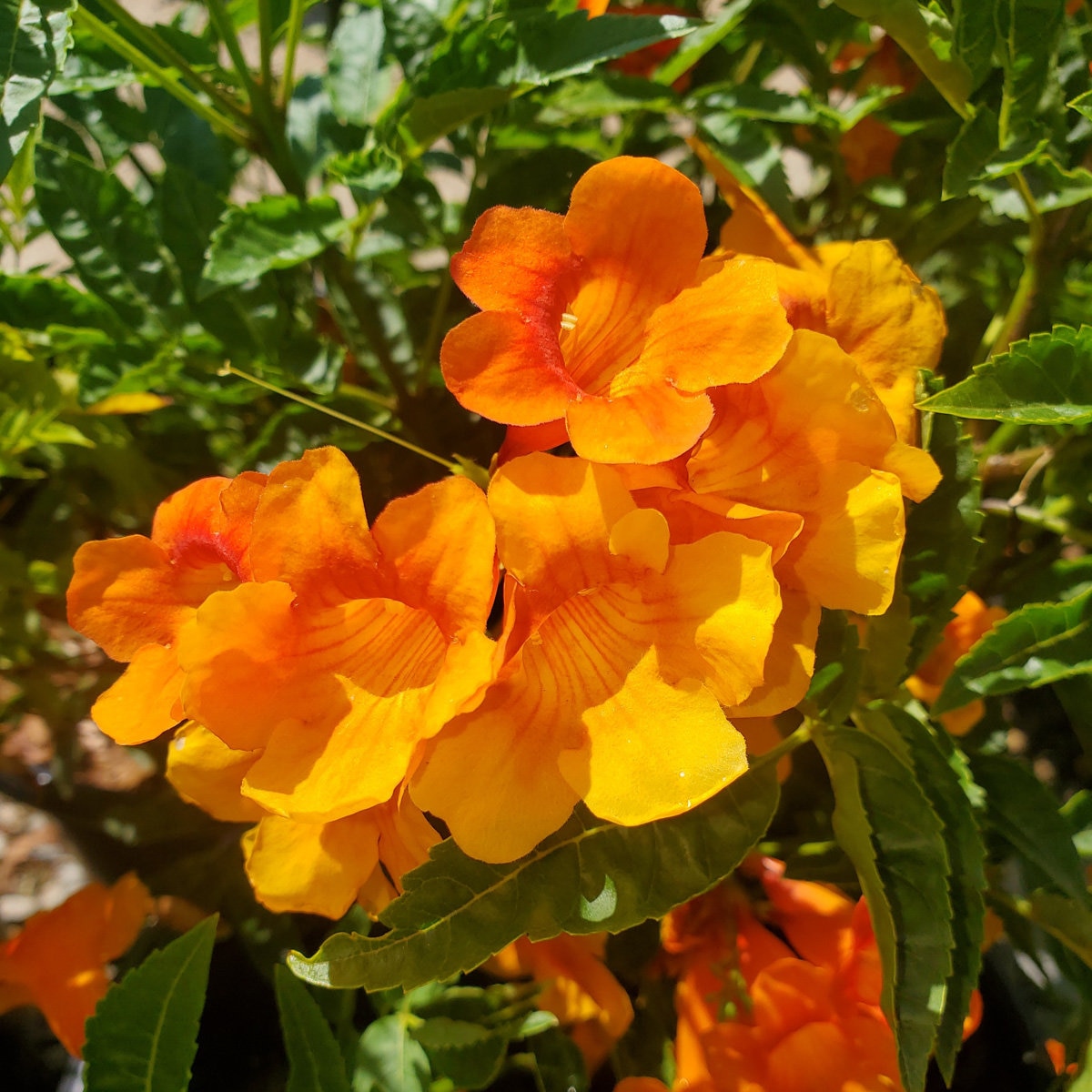 Tecoma X Oompa Loompa Dwarf Orange Esperanza | SiteOne