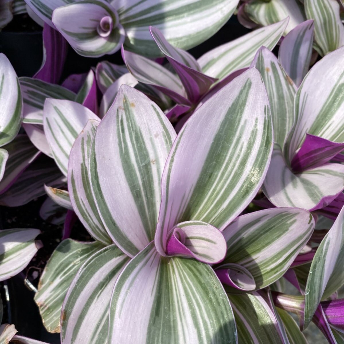 Tradescantia Albiflora Nanouk Spiderwort | SiteOne