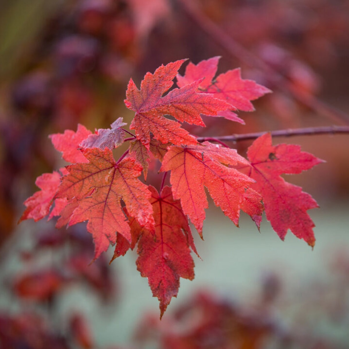 Acer X Freemanii Matador Freeman Maple | SiteOne
