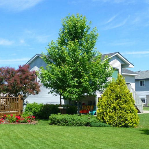 Acer X Freemanii Matador Freeman Maple | SiteOne