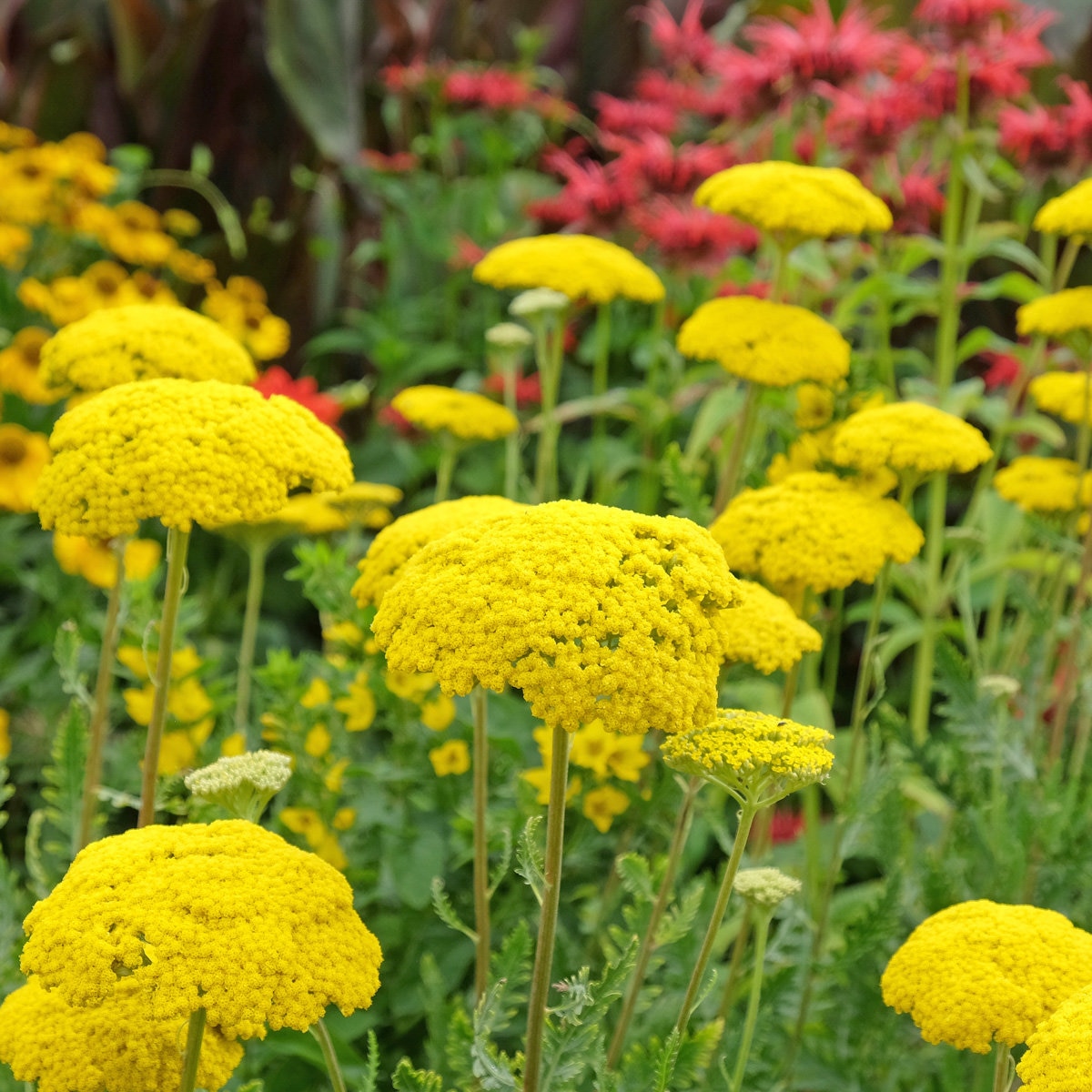 Achillea Filipendulina Parkers Variety Yarrow | SiteOne