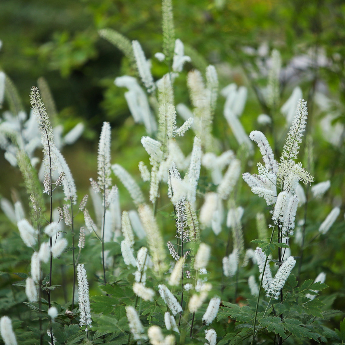 Actaea Pachypoda White Baneberry | SiteOne