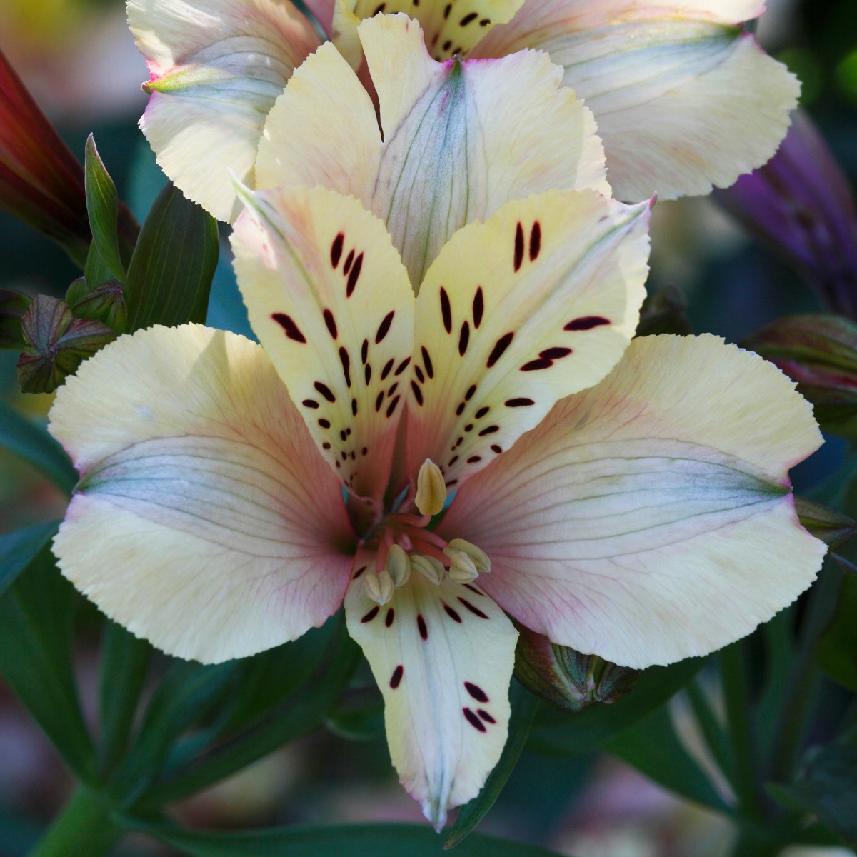 Alstroemeria X Inca Vanilla Peruvian Lily | SiteOne