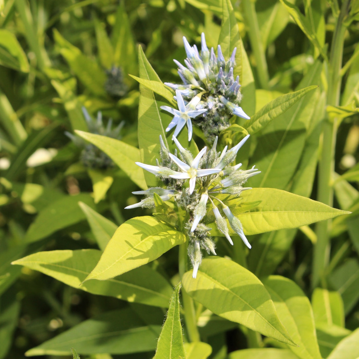 Amsonia Illustris Shining Blue Star | SiteOne