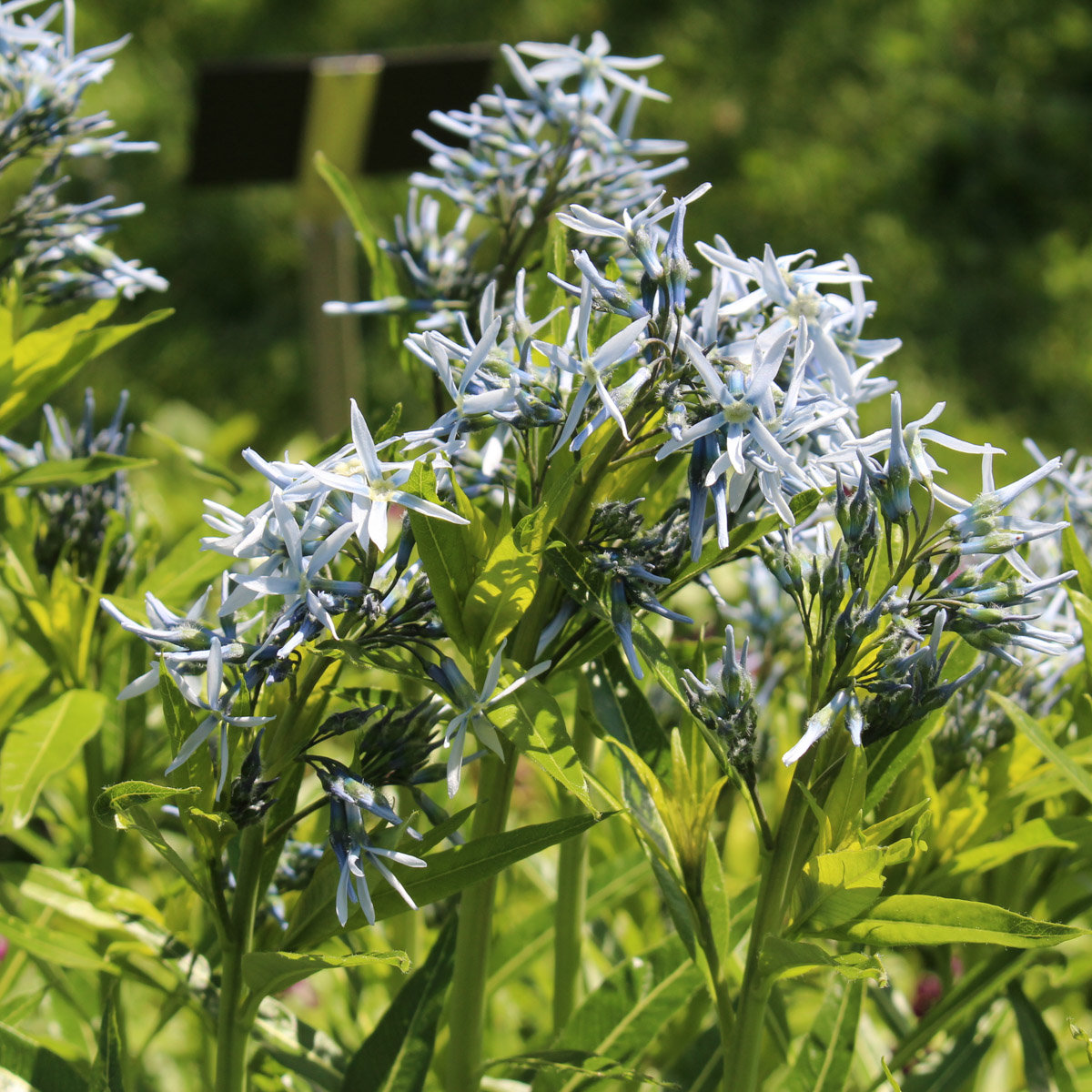 Amsonia Illustris Shining Blue Star | SiteOne