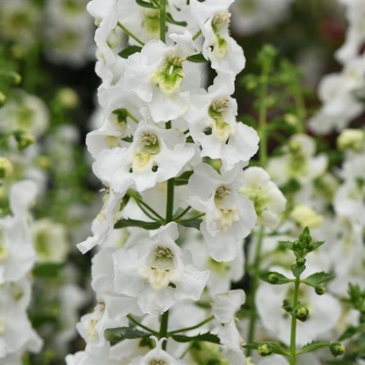 Angelonia Angustifolia Archangel White Summer Snapdrago | SiteOne