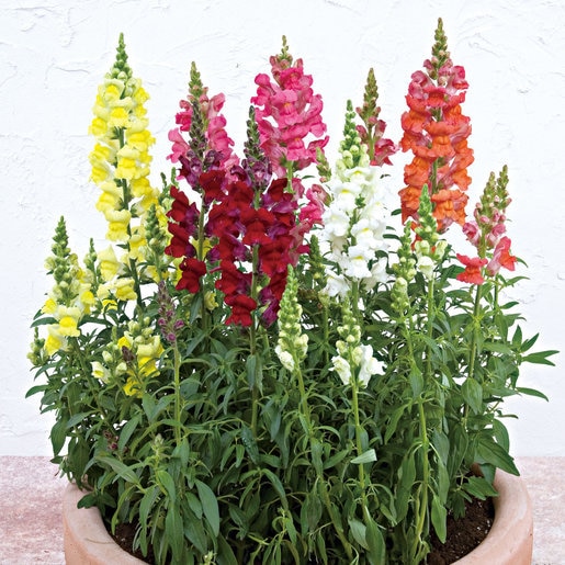 Antirrhinum Majus Speedy Sonnet Mixture Snapdragon | SiteOne