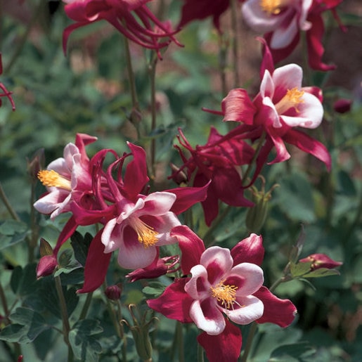 Aquilegia X Songbird Cardinal Columbine | SiteOne