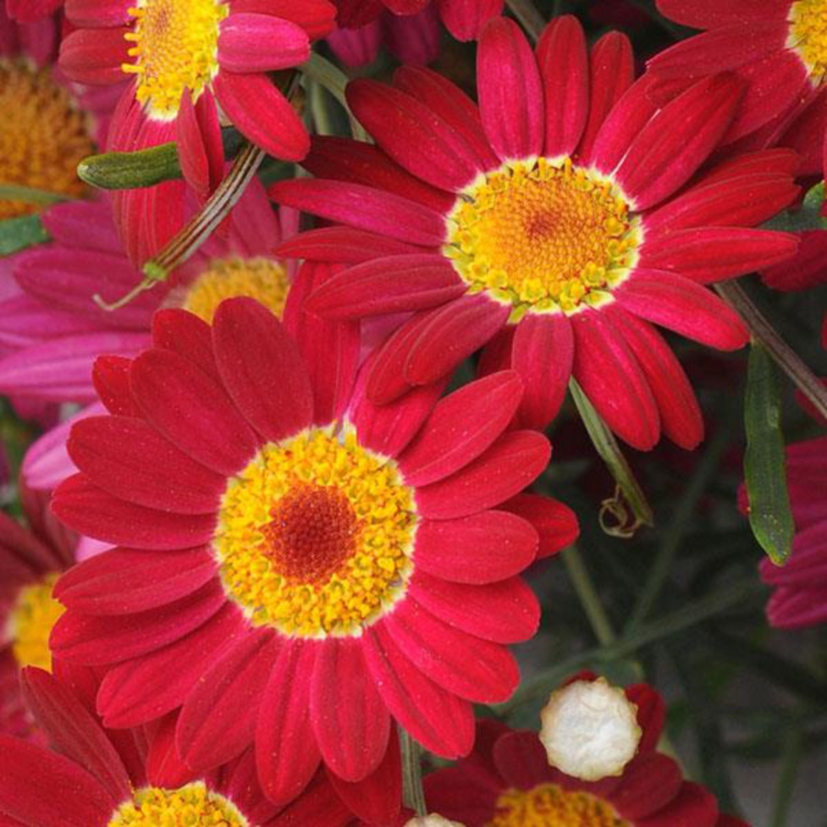 Argyranthemum Frutescens Madeira Red Marguerite Daisy | SiteOne