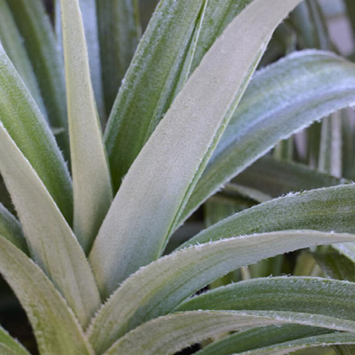 Astelia X Silver Shadow Astelia | SiteOne