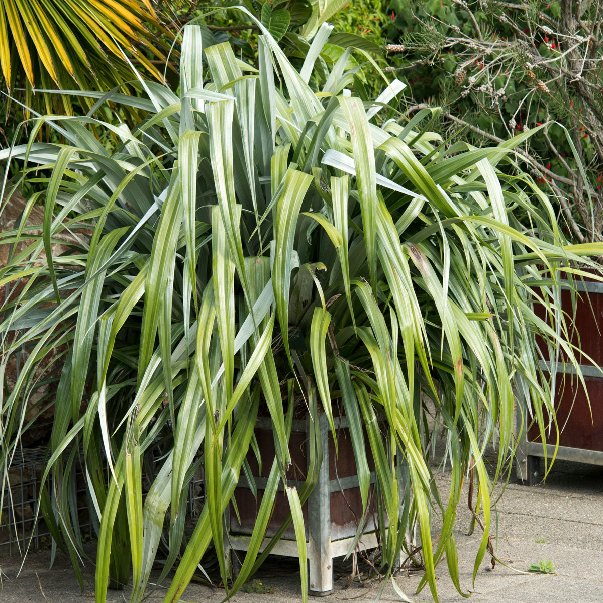 Astelia Nervosa Mountain Astelia | SiteOne