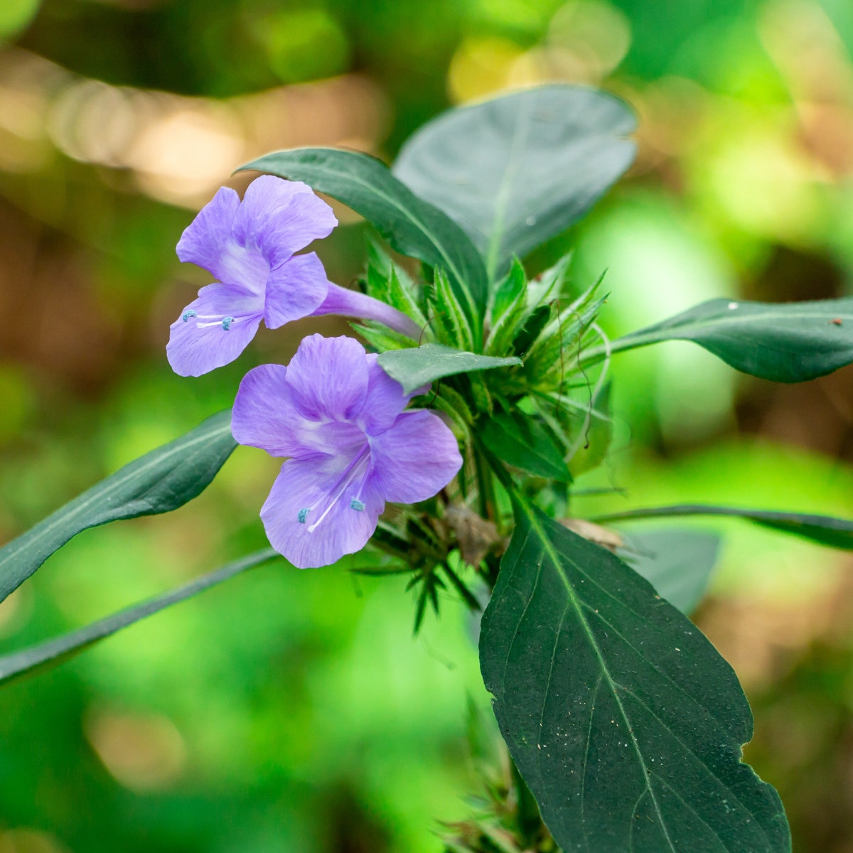 Barleria Cristata Philippine Violet | SiteOne