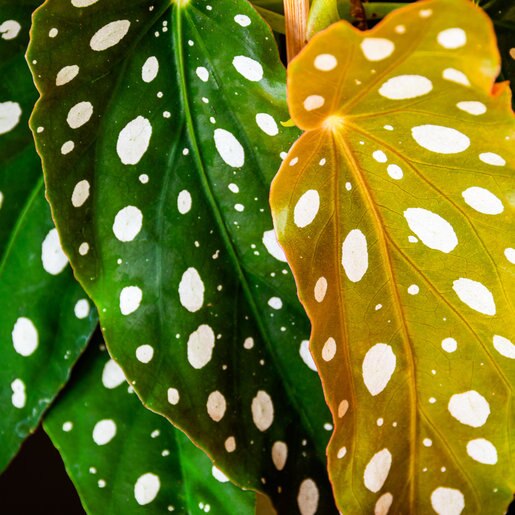 Begonia Maculata Polka Dot Begonia | SiteOne