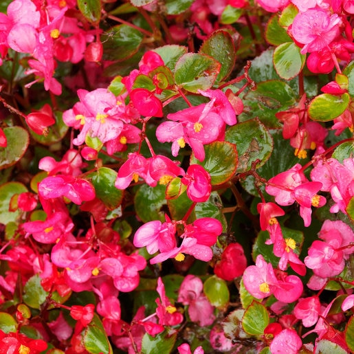 Begonia Semperflorens Super Olympia Rose Green Leaf Beg | SiteOne