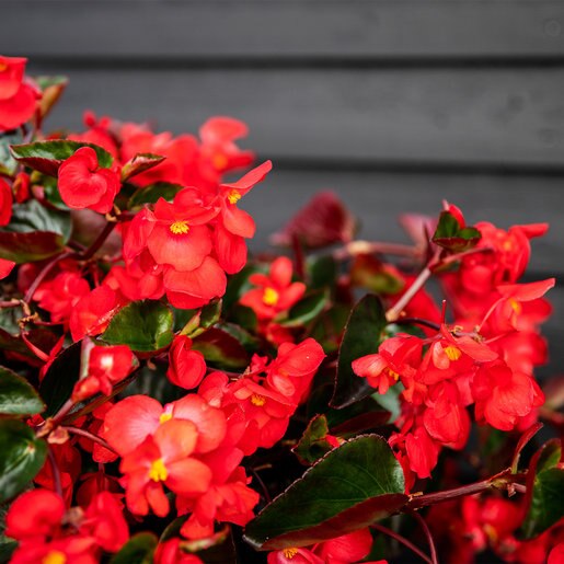 Begonia X Hybrida Viking Explorer Red on Green Wax Bego | SiteOne