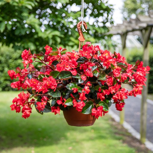 Begonia X Hybrida Viking Explorer Red on Green Wax Bego | SiteOne