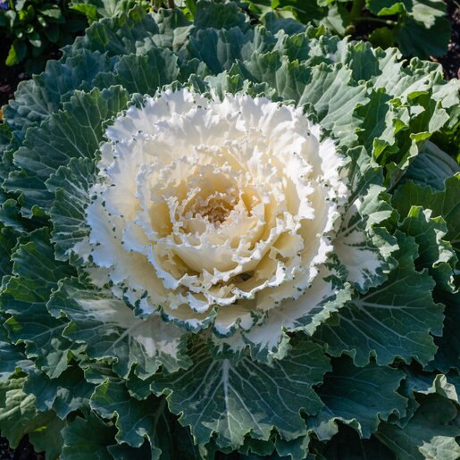 Brassica Oleracea Pigeon White Ornamental Kale | SiteOne