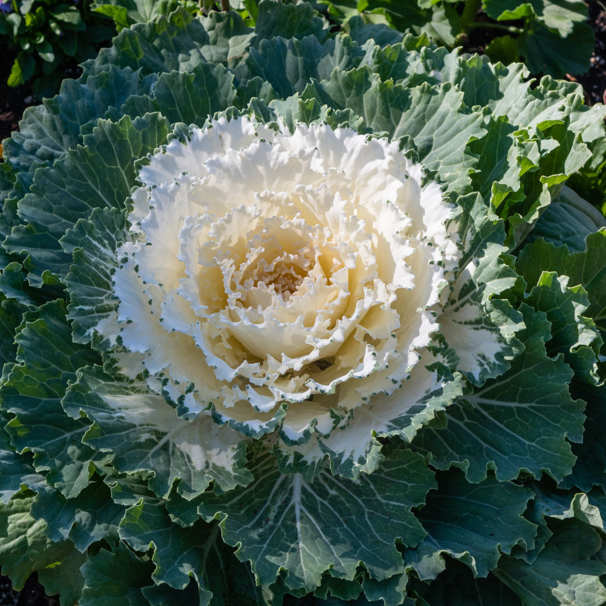 Brassica Oleracea Pigeon White Ornamental Kale | SiteOne