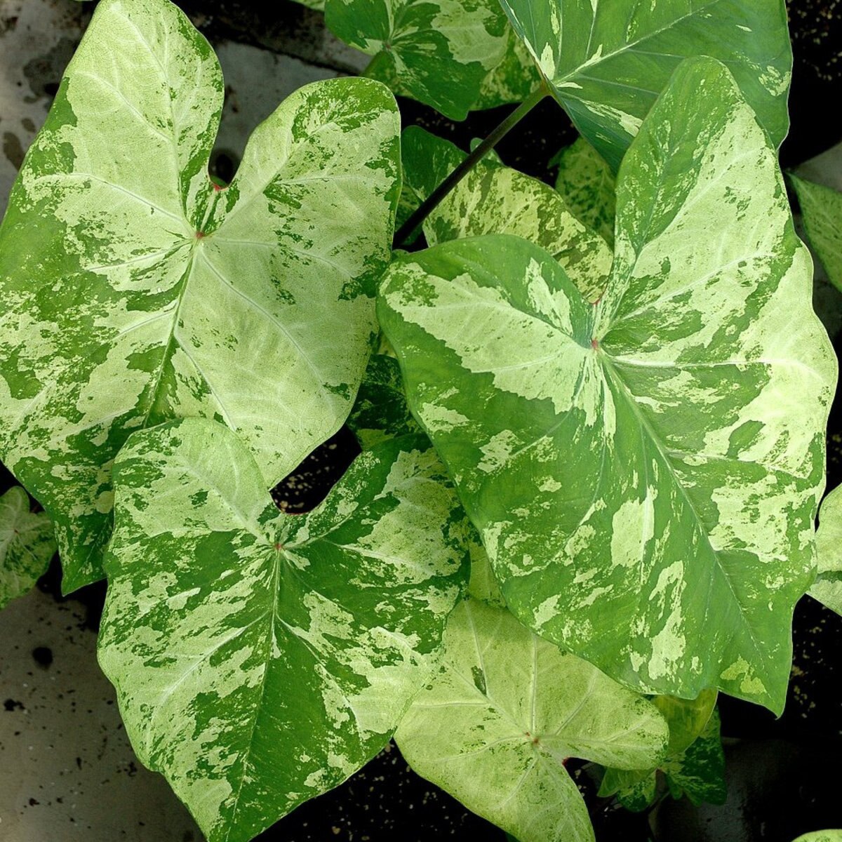 Caladium Bicolor Freida Hemple Angel Wings | SiteOne