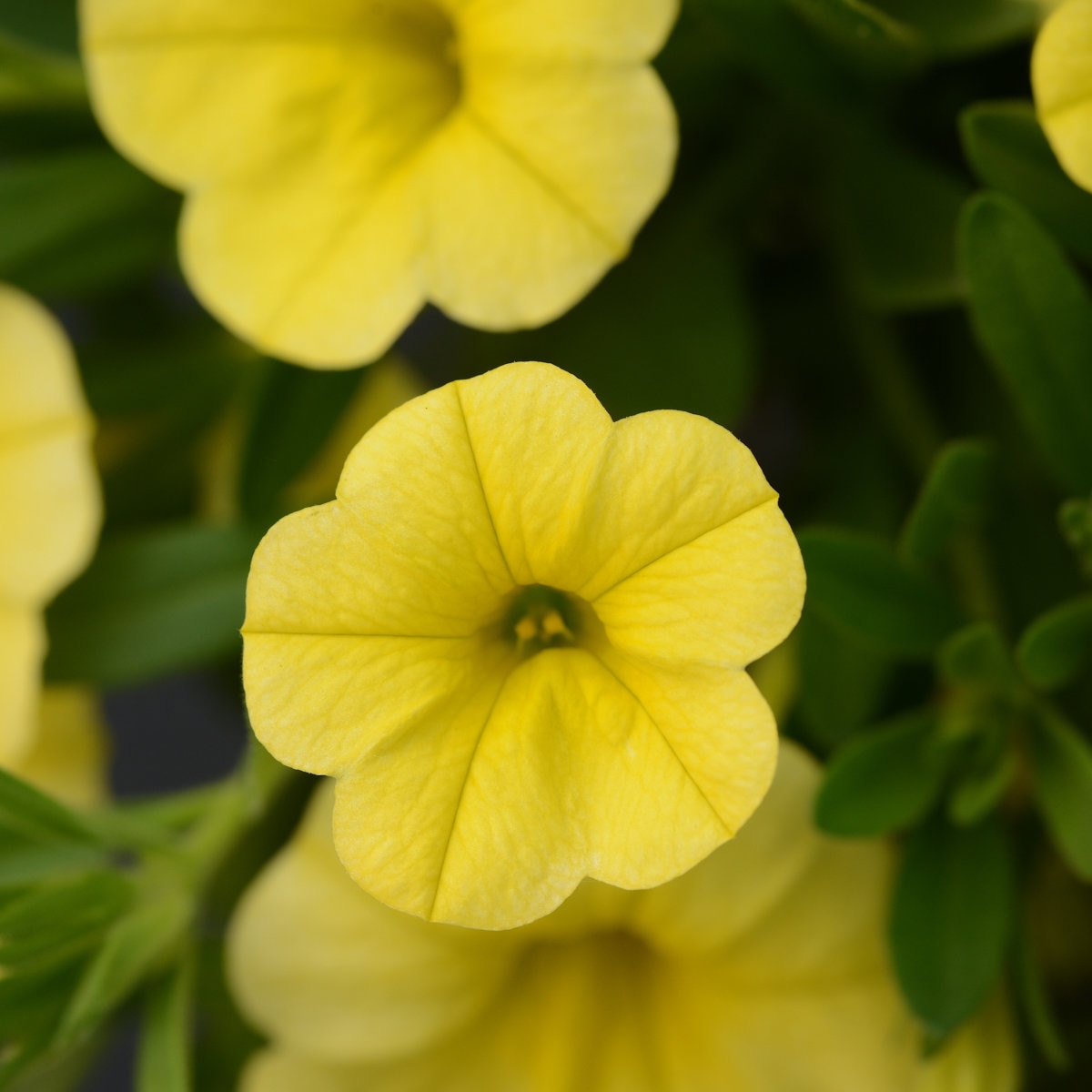 Calibrachoa X Hybrida Yellow Mini Petunia | SiteOne