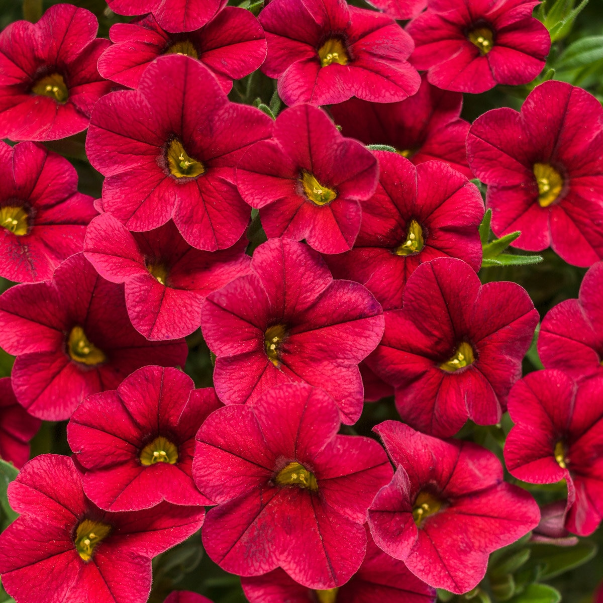 Calibrachoa X Superbells Red Mini Petunia | SiteOne
