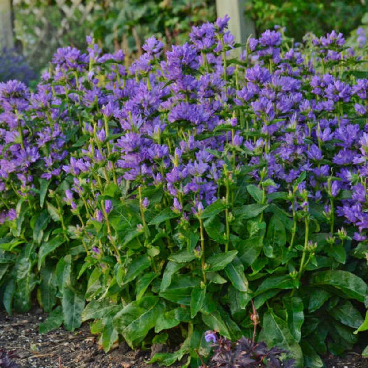 Campanula Glomerata Freya Clustered Bellflower | SiteOne