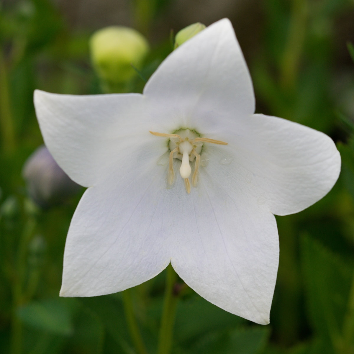 Campanula Carpatica Pearl White Bellflower | SiteOne