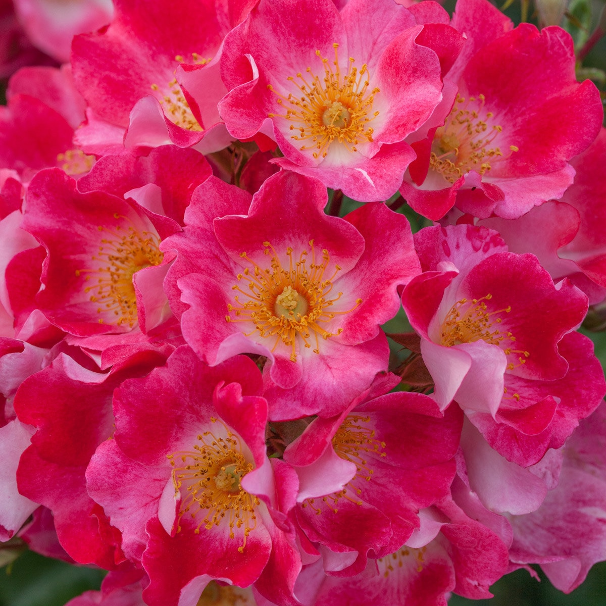 Rosa Floribunda Carefree Spirit Rose | SiteOne