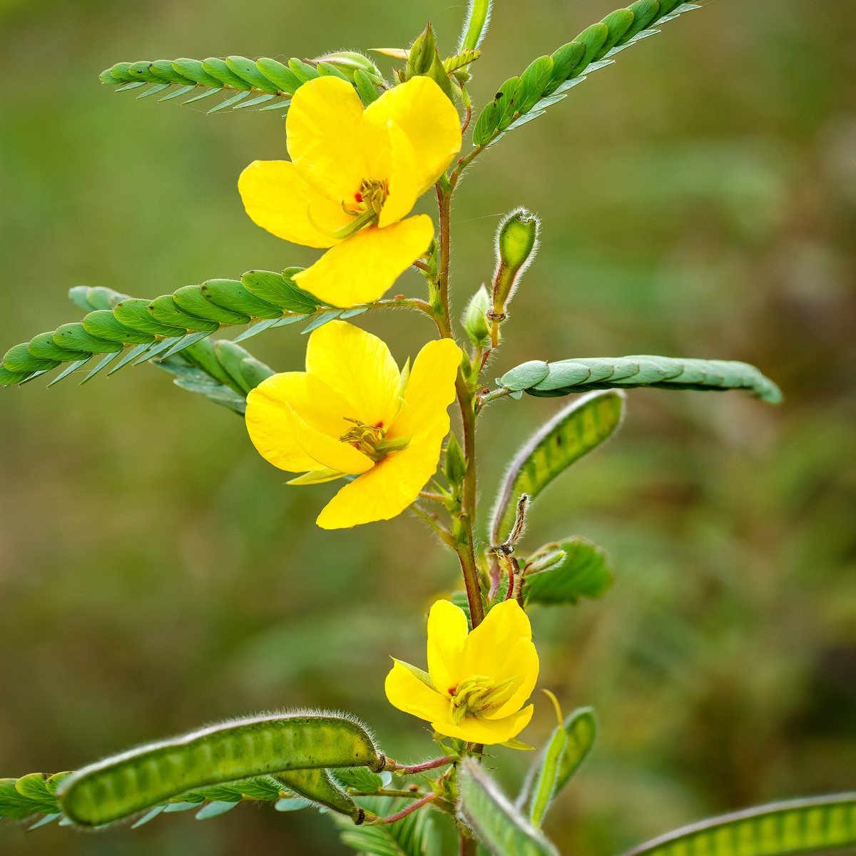 Chamaecrista Fasciculata Partridge Pea | SiteOne