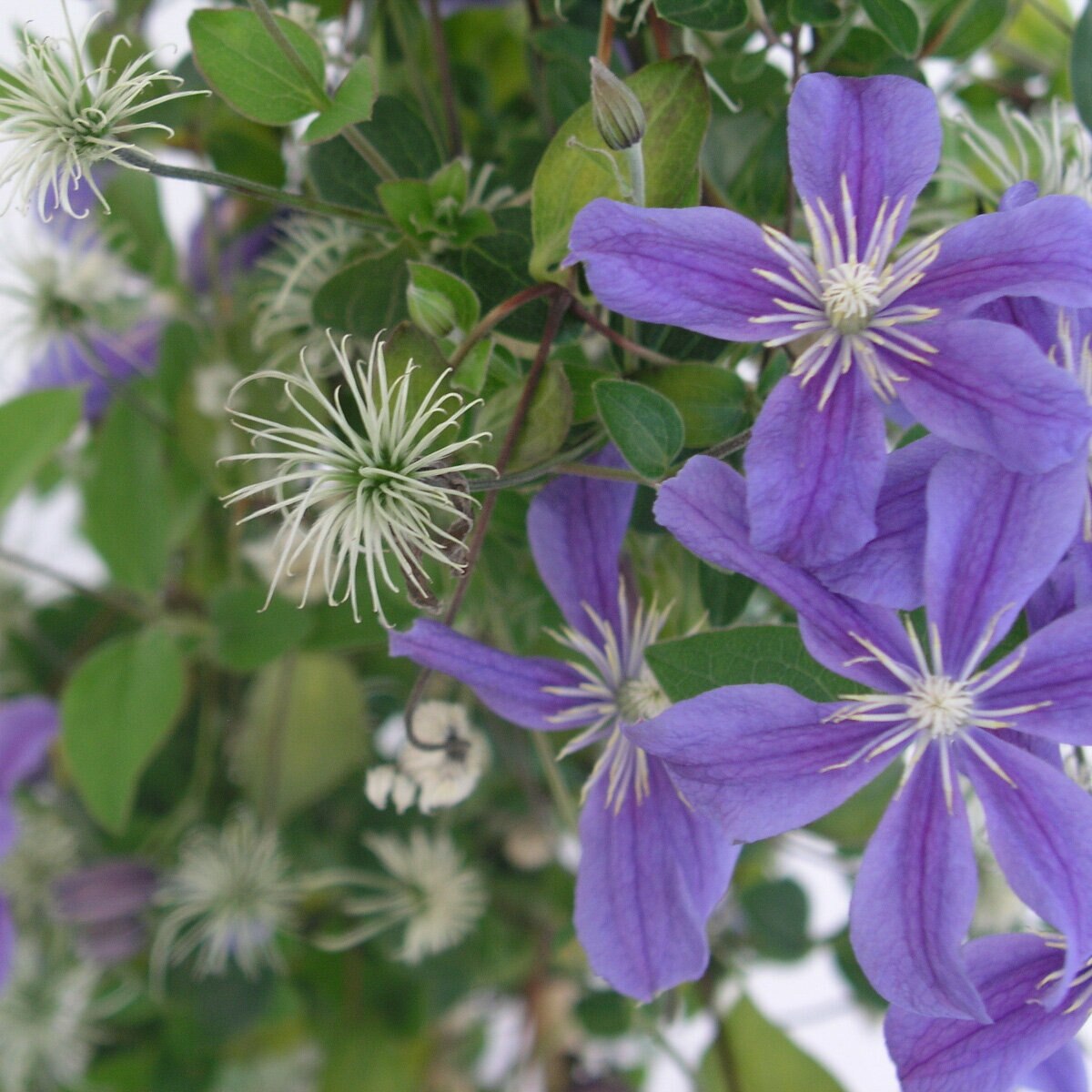 Clematis X Integrifolia Arabella Clematis | SiteOne