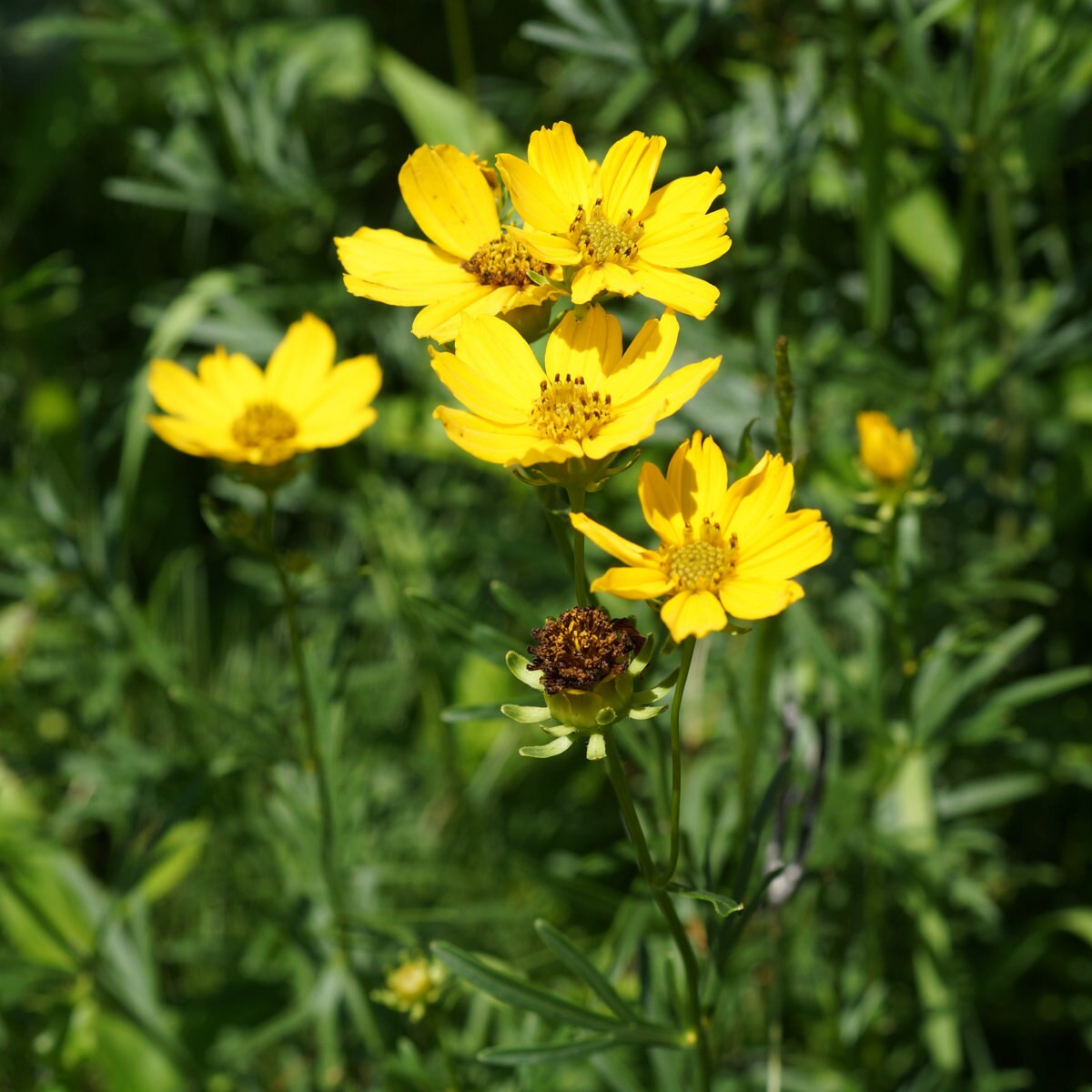Coreopsis Palmata Tickseed | SiteOne