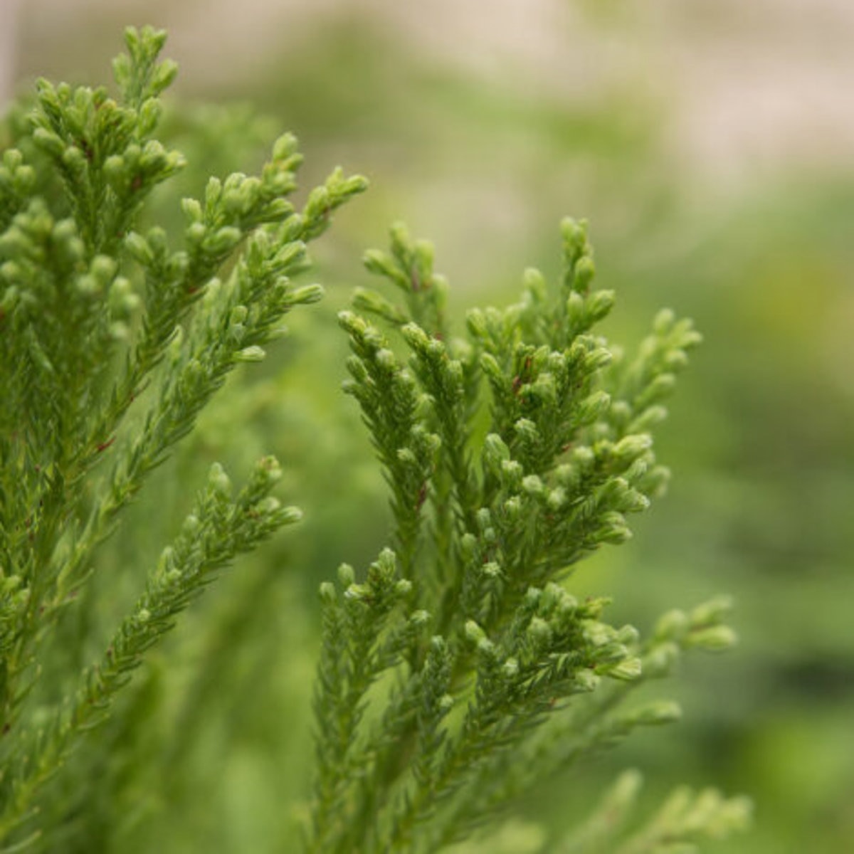 Cryptomeria Japonica Chapel View Japanese Cedar | SiteOne