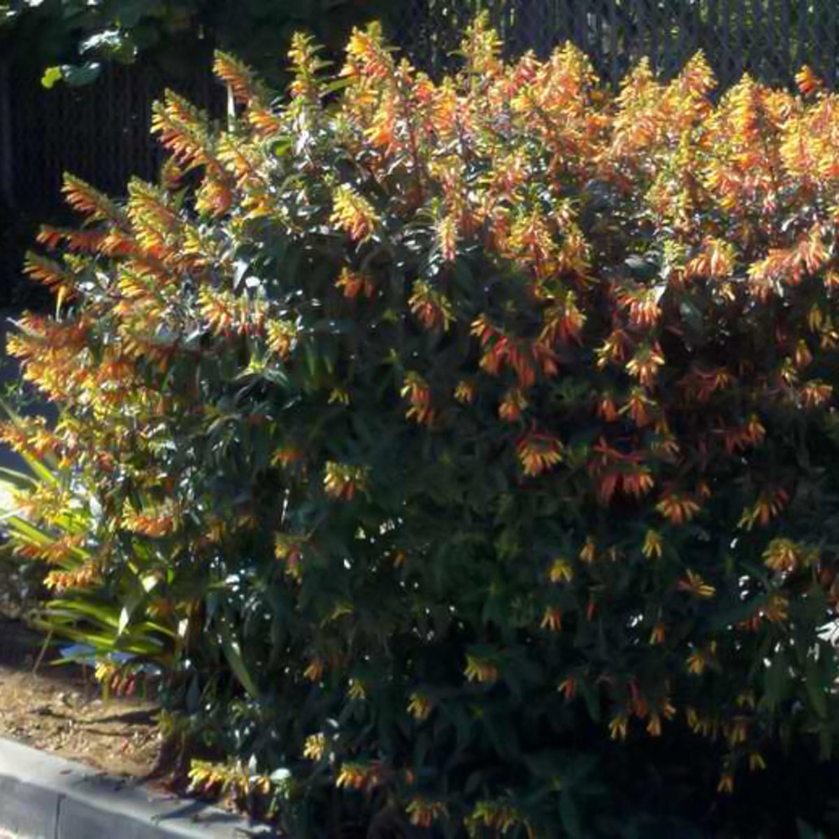 Cuphea Micropetala Candy Corn Plant | SiteOne