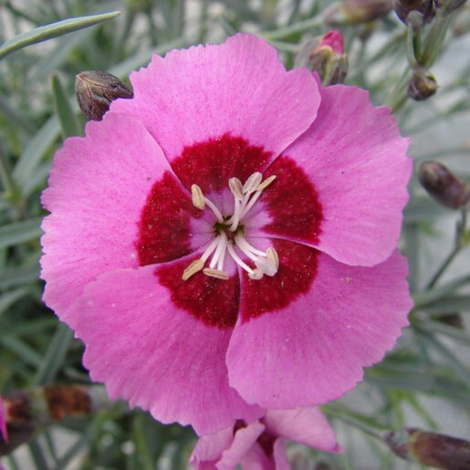 Dianthus X Star Single Peppermint Star Pinks | SiteOne