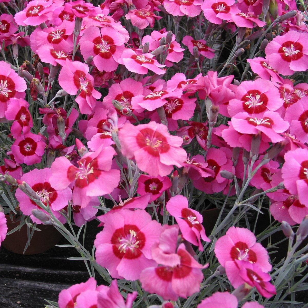 Dianthus X Star Single Peppermint Star Pinks | SiteOne