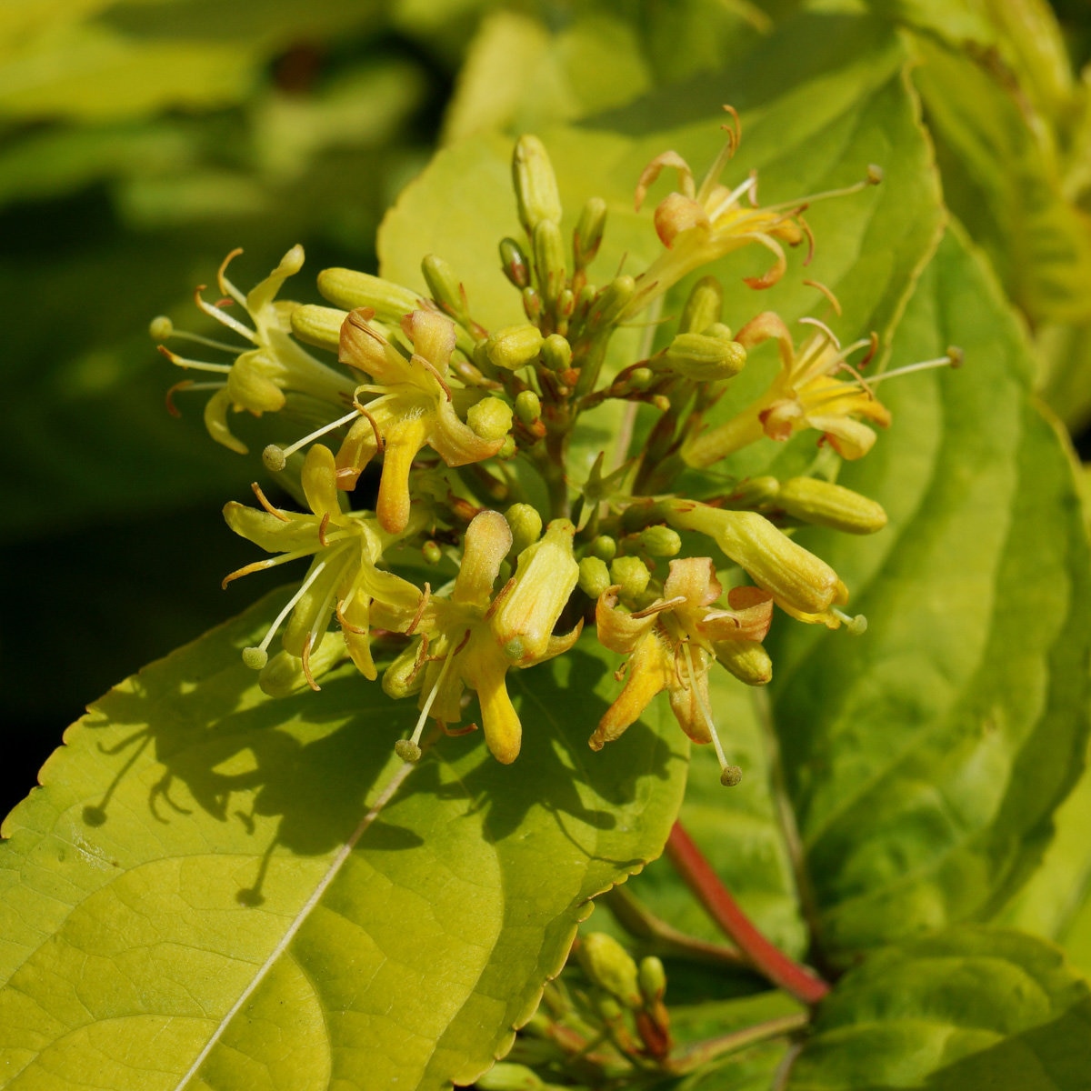 Diervilla Rivularis Honeybee Dwarf Bush Honeysuckle | SiteOne