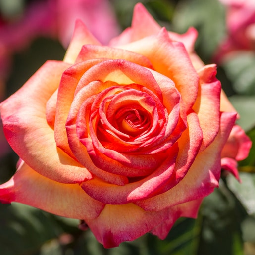 Rosa Grandiflora Dream Come True Rose | SiteOne
