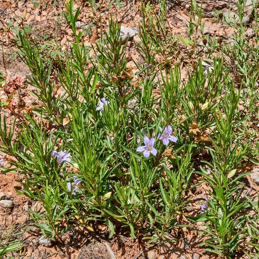 Dyschoriste Linearis Snake Herb | SiteOne