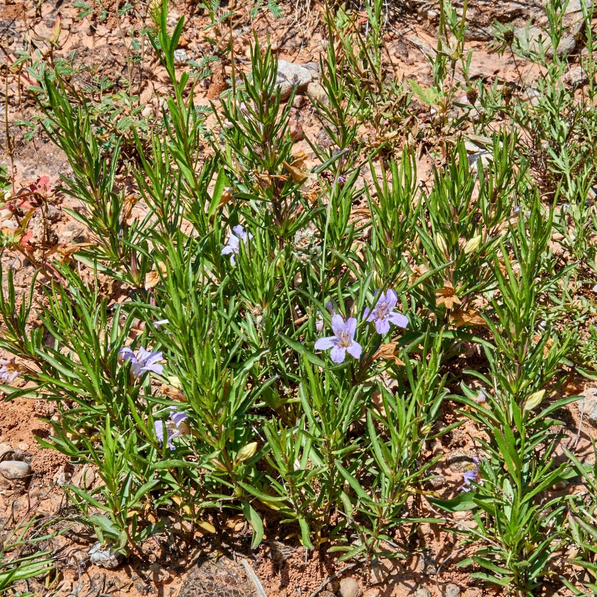 Dyschoriste Linearis Snake Herb | SiteOne