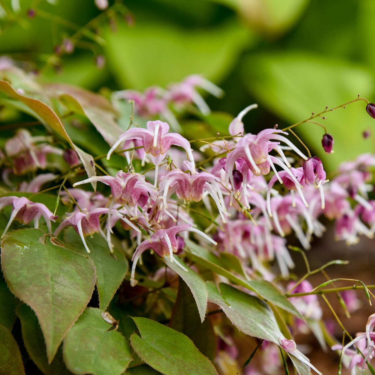 Epimedium X Pretty in Pink Barrenroot | SiteOne