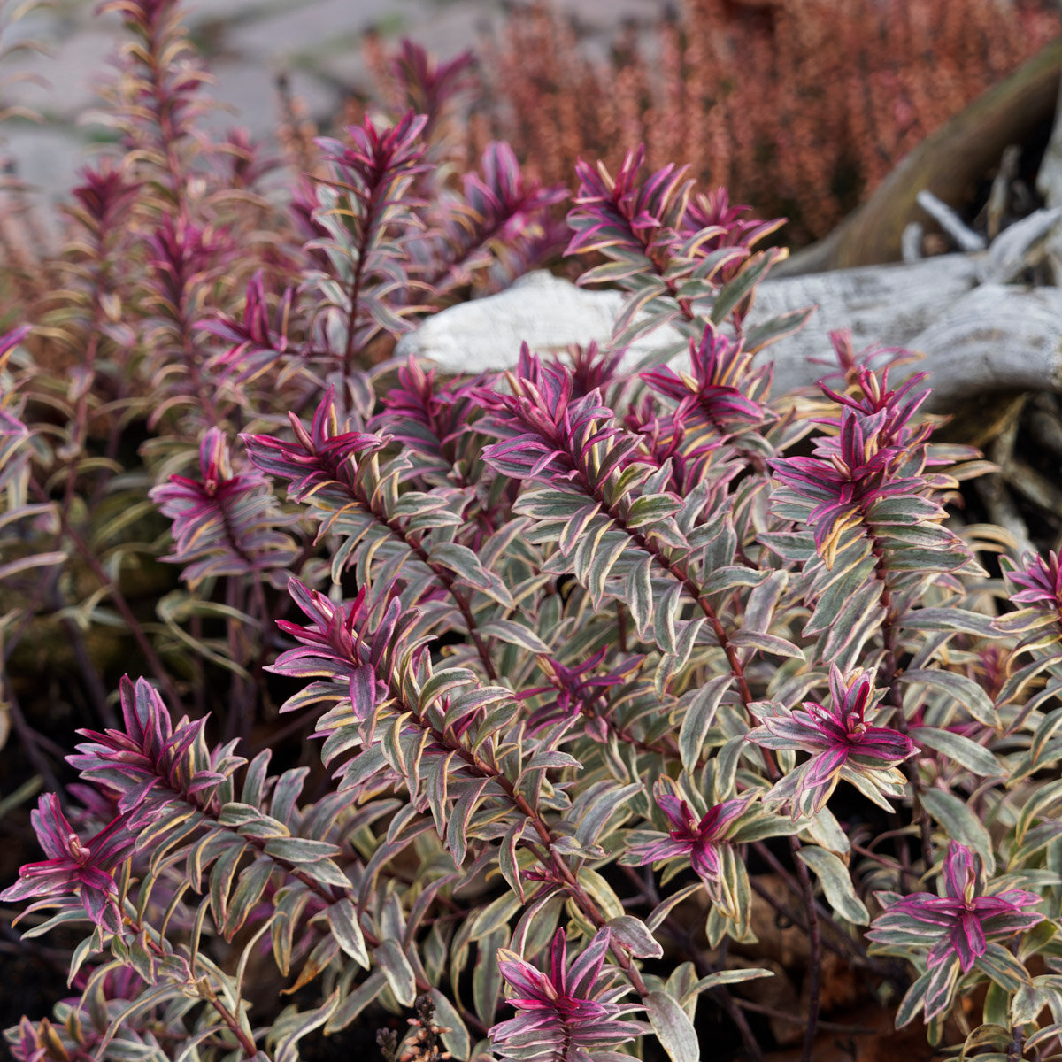 Euphorbia X Martinii Red Martin Spurge | SiteOne