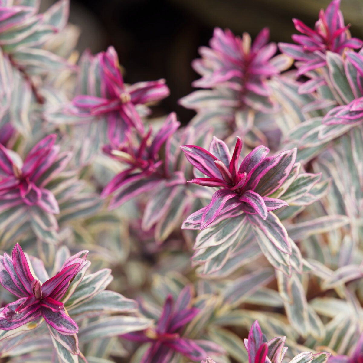 Euphorbia X Martinii Red Martin Spurge | SiteOne