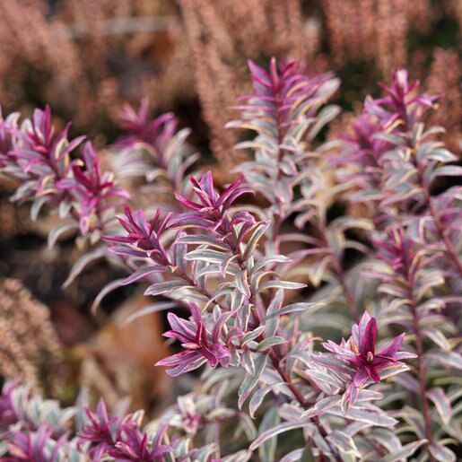 Euphorbia X Martinii Red Martin Spurge | SiteOne