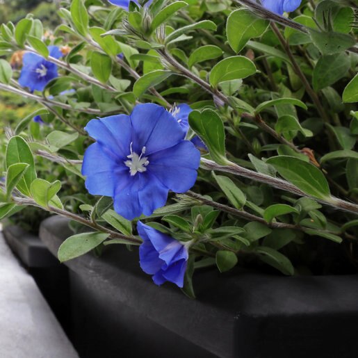 Evolvulus Nuttallianus Shaggy Dwarf Morning Glories | SiteOne